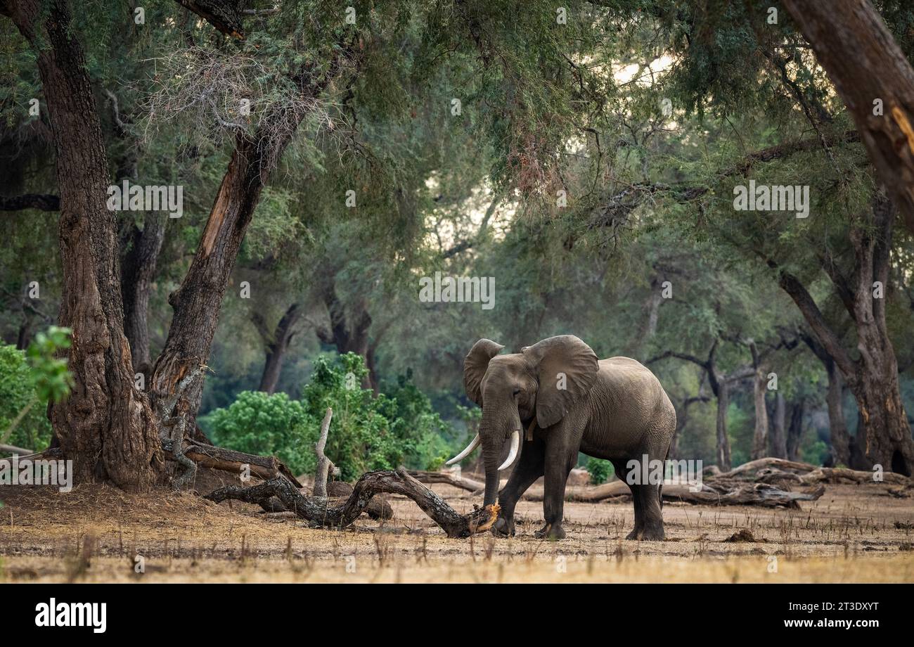 Elephant is seen in Mana Pools forest in Zimbabwe on 18 October 2023 ...