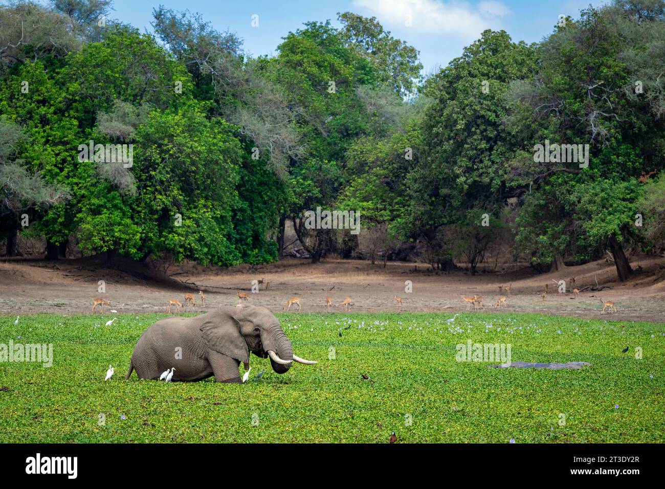Elephant is seen in Mana Pools forest in Zimbabwe on 18 October 2023 ...