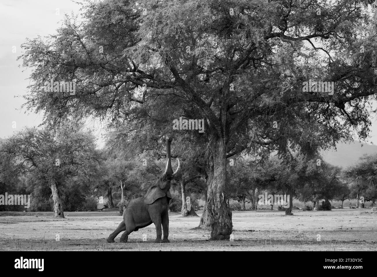Elephant is seen in Mana Pools forest in Zimbabwe on 18 October 2023 ...