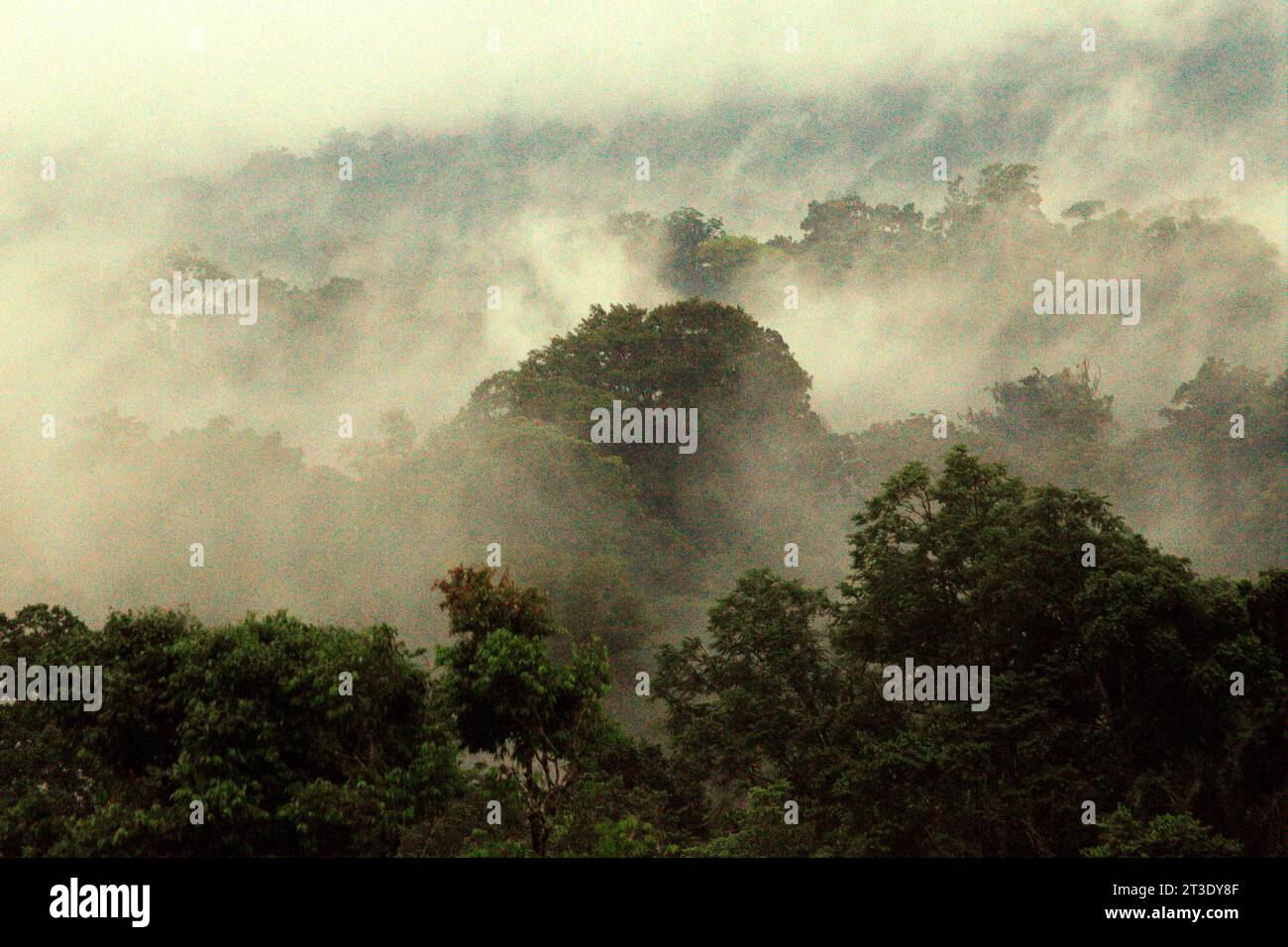 Landscape of a rainforest area at the foot of Mount Tangkoko and ...