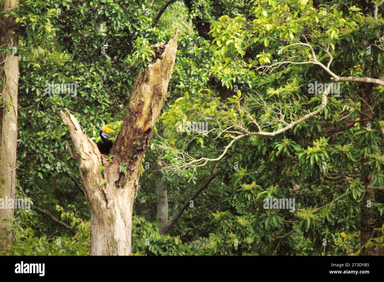 A knobbed hornbill (Rhyticeros cassidix) female perches on top of a ...