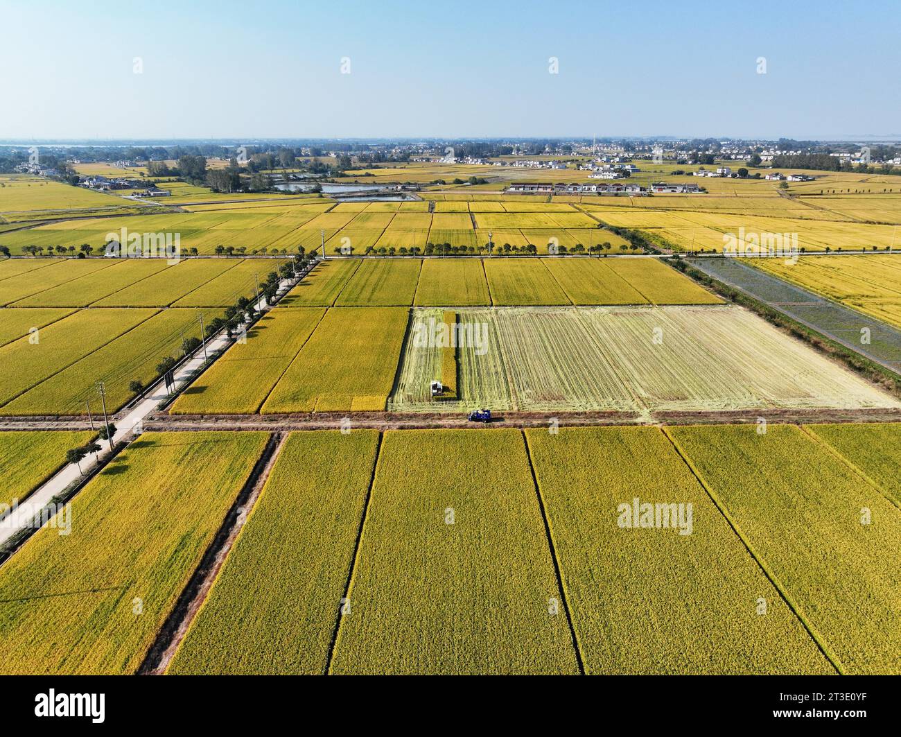Aerial photo shows farmers harvesting rice in the field in Gongdao Town ...