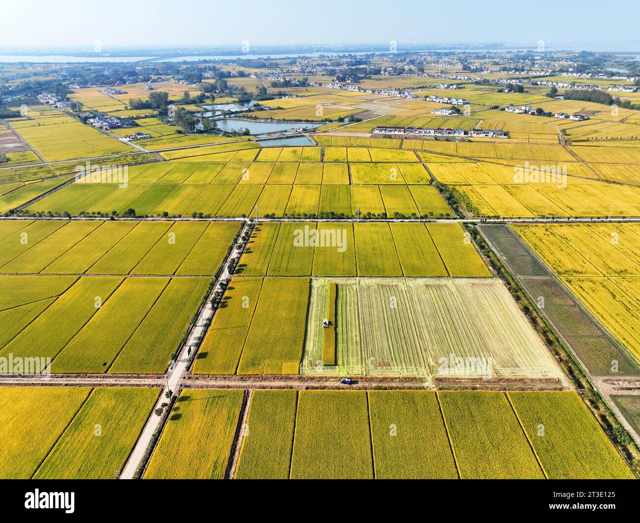 Aerial photo shows farmers harvesting rice in the field in Gongdao Town ...