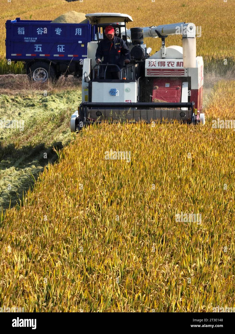 Aerial photo shows farmers harvesting rice in the field in Gongdao Town ...