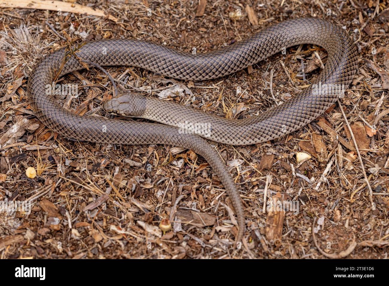 Curl snake hi-res stock photography and images - Alamy