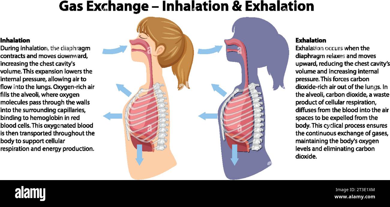 Cartoon illustration depicting gas exchange in human anatomy Stock ...