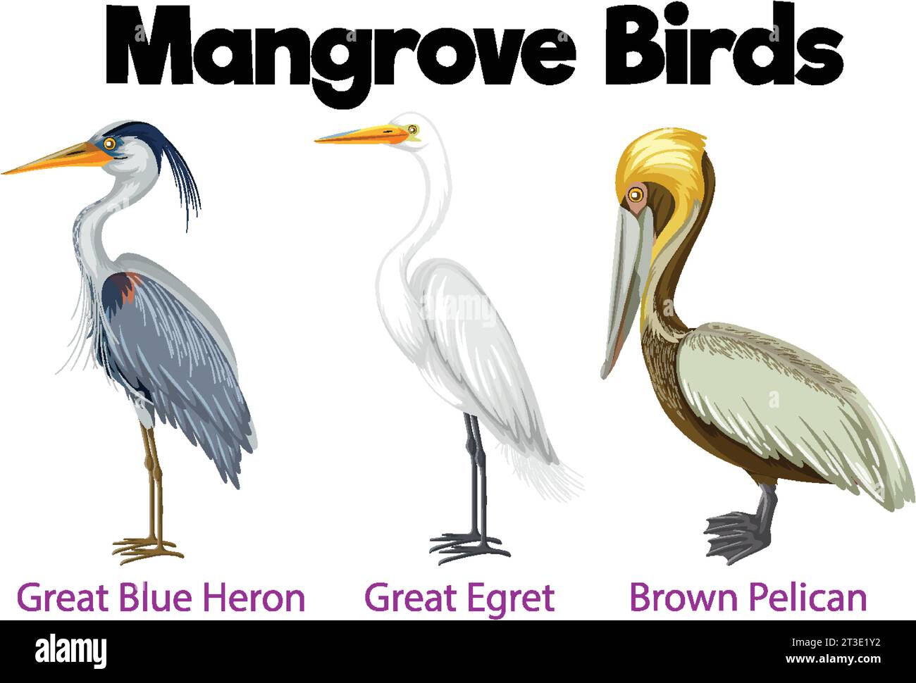 A vibrant illustration of mangrove birds in a cartoon-like vector art ...