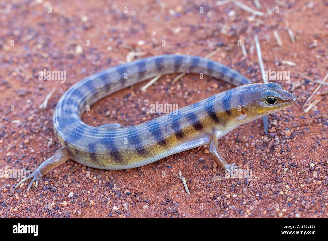 Sand swimmer skink hi-res stock photography and images - Alamy