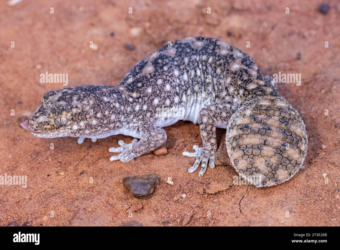 Australian Eastern Deserts Fat-tailed Gecko Stock Photo - Alamy
