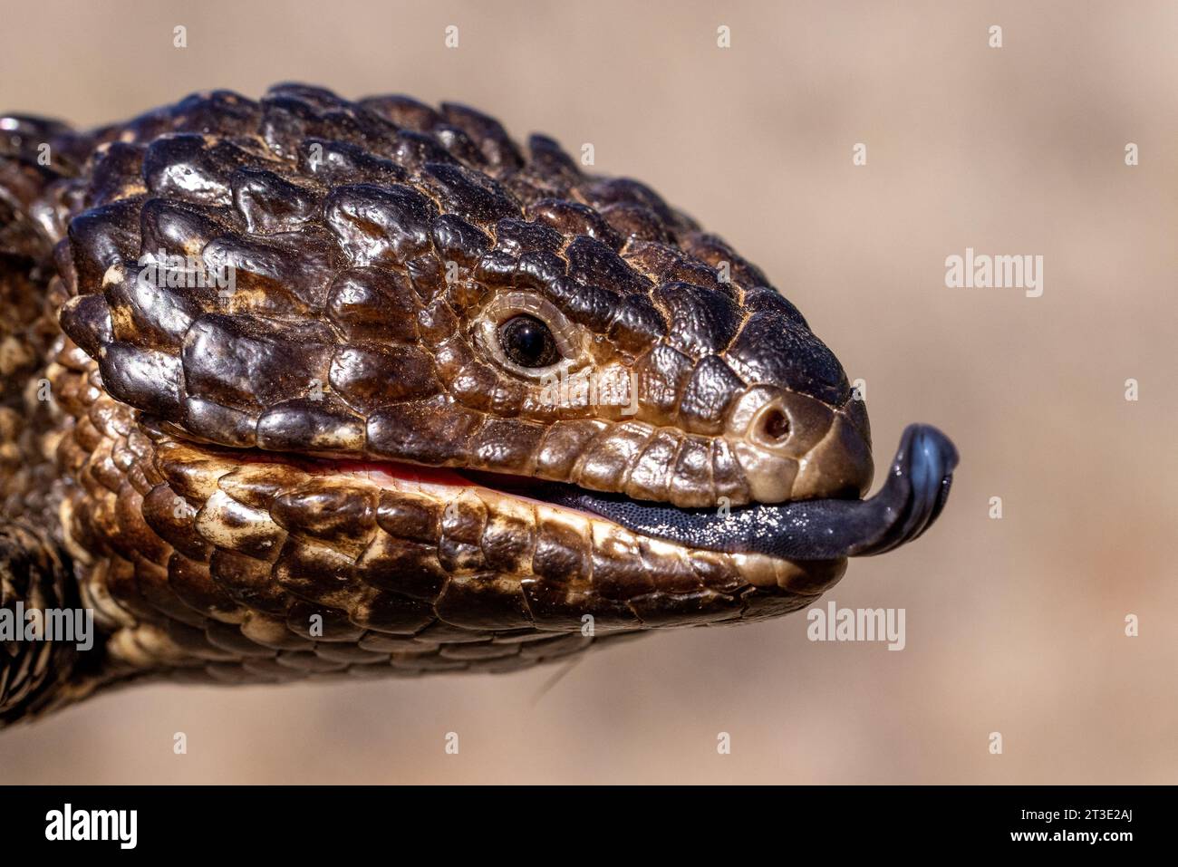 Australian Shingleback Lizard flickering it's tongue Stock Photo - Alamy
