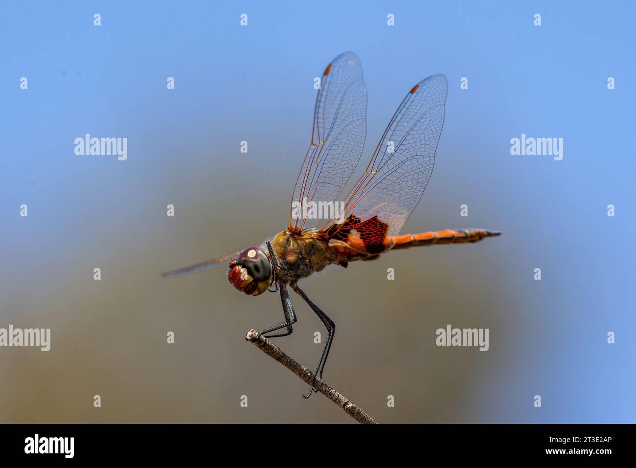 Australian dragonfly hi-res stock photography and images - Alamy