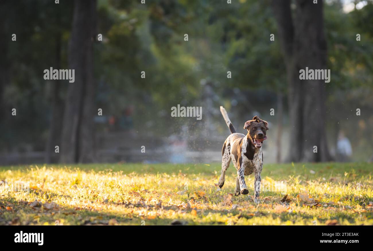 Funny spotted dog running in the autumn park Stock Photo - Alamy