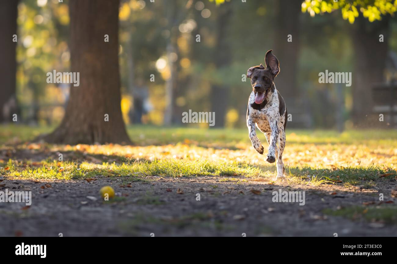 Dog running free in park - funny doggy Stock Photo - Alamy
