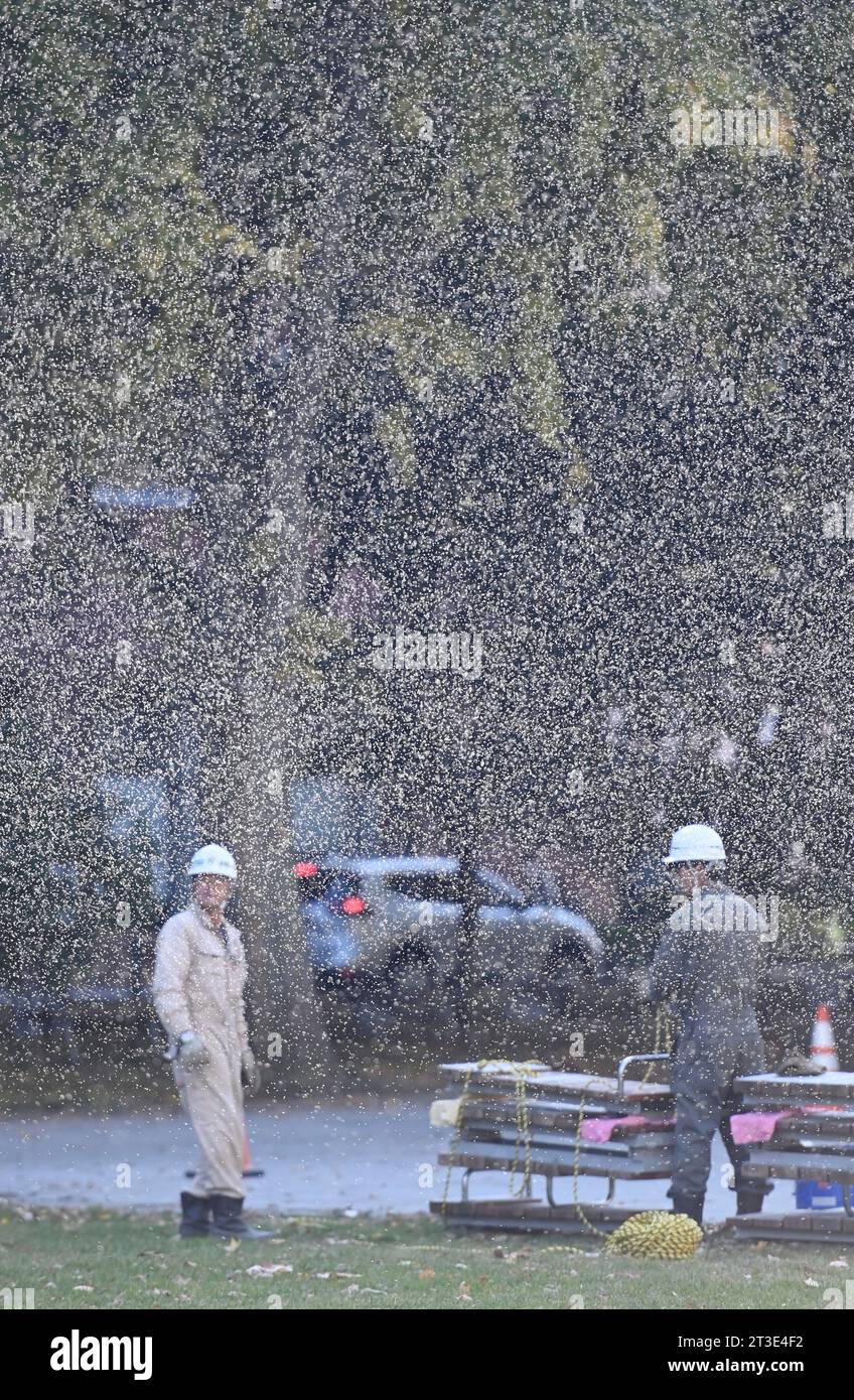 Lots of Prociphilus oriens are seen in Sapporo City, Hokkaido ...