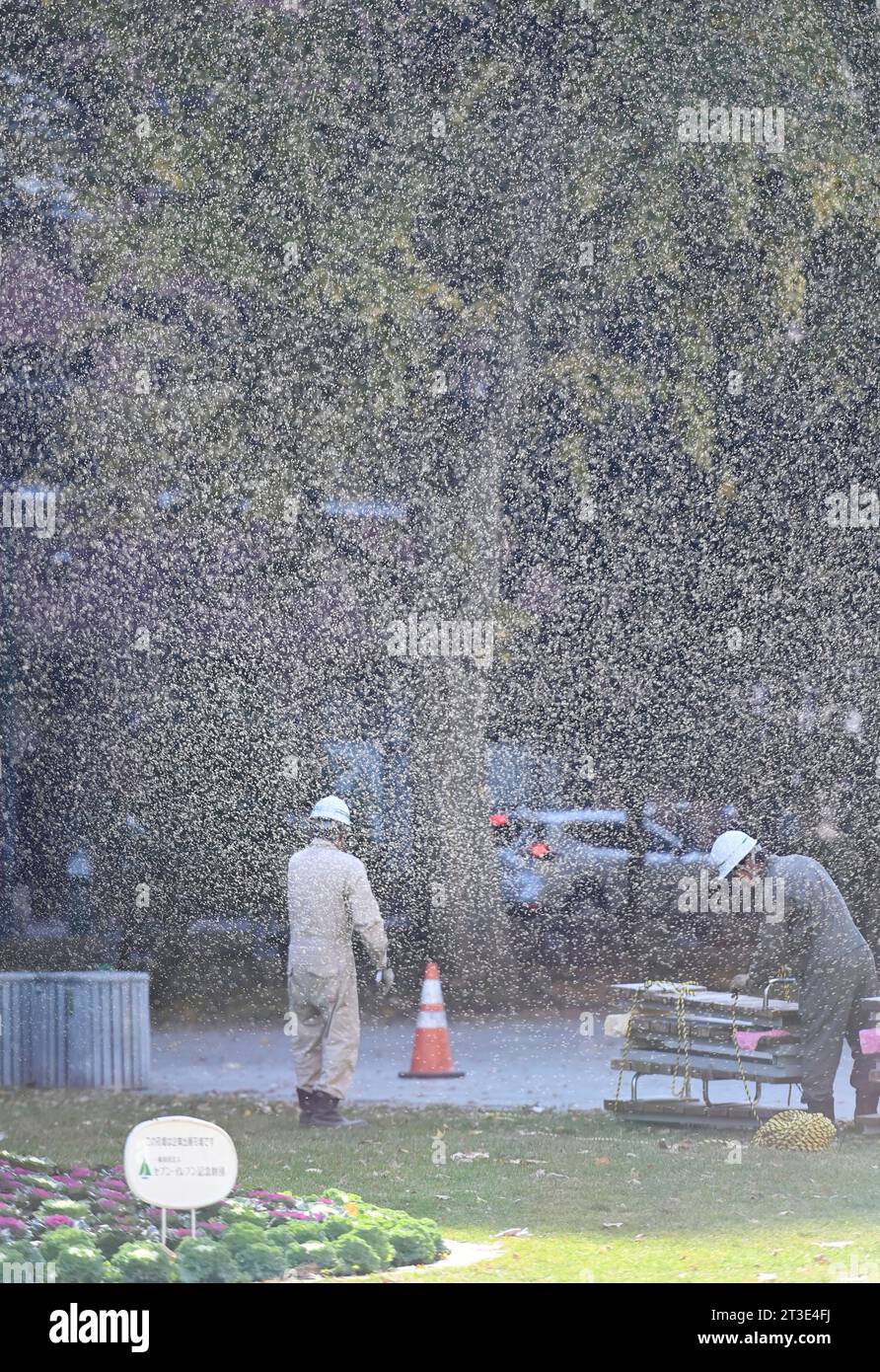 Lots of Prociphilus oriens are seen in Sapporo City, Hokkaido ...