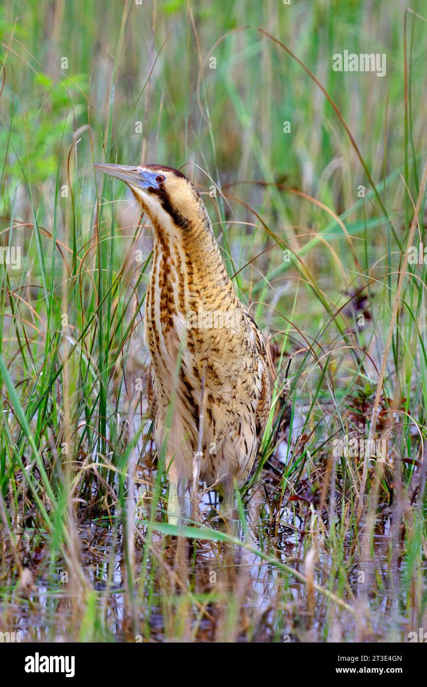 Bittern in spring coloration in the reed belt of Lake Neusiedl Stock ...
