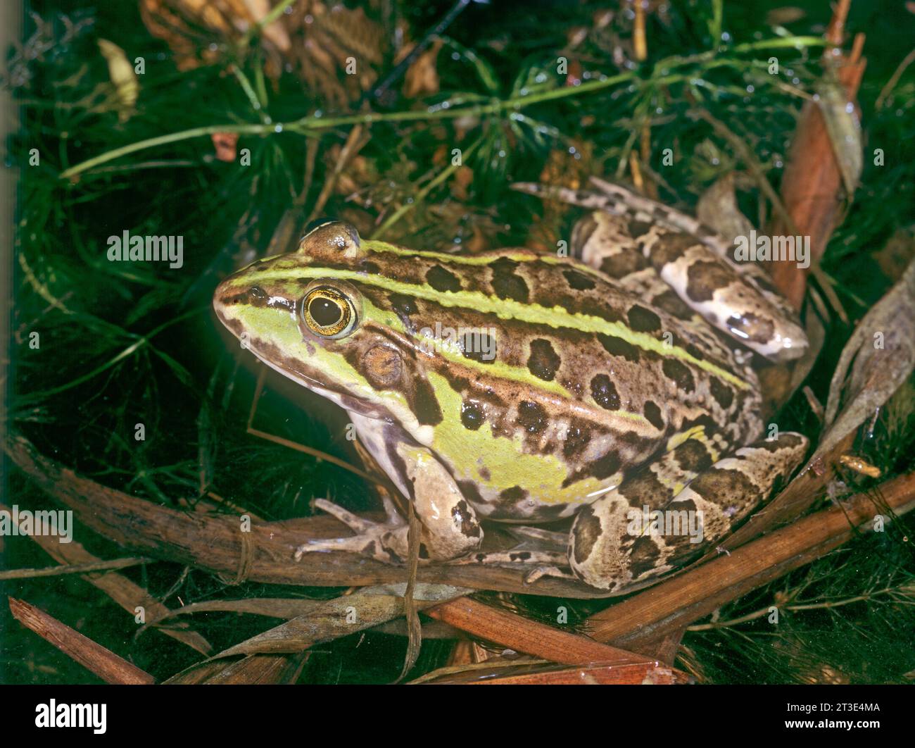 Pool frog in stagnant pond full of water plants. Rana lessonae Lake ...