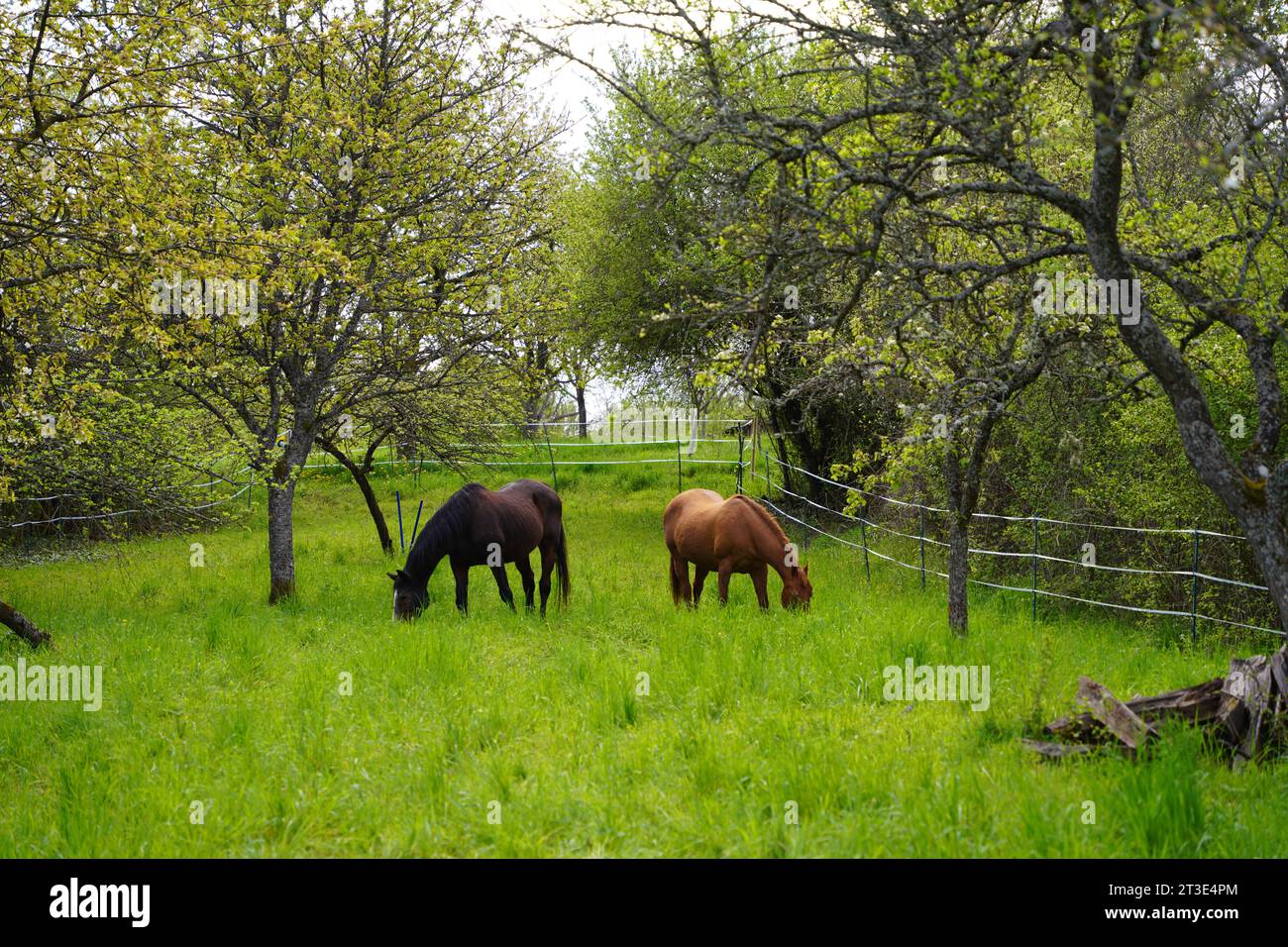 Two horses grazing on field hi-res stock photography and images - Alamy