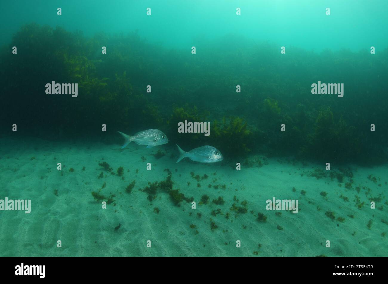 Silver flat fish sea hi-res stock photography and images - Alamy