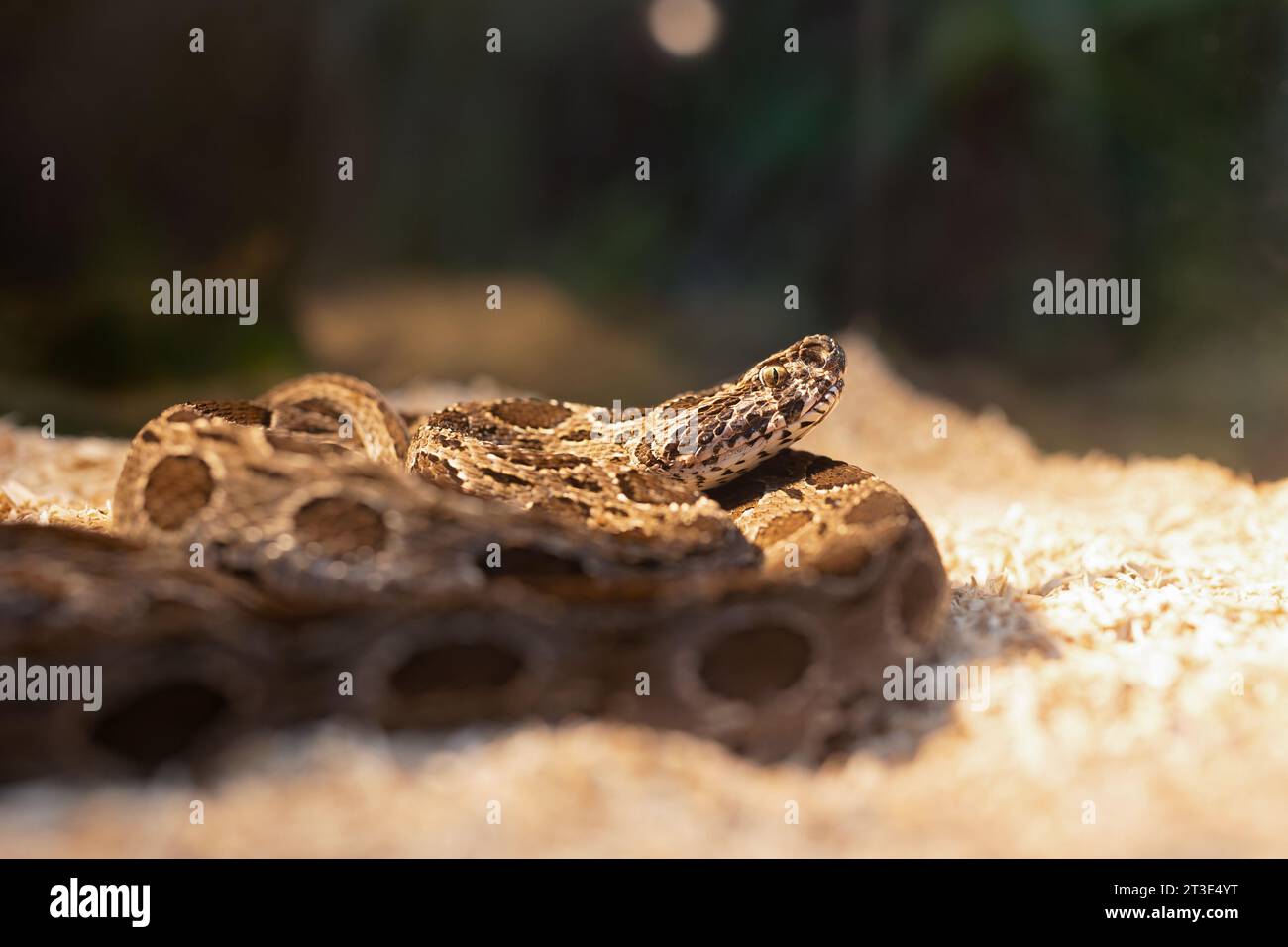 Close-up of a Siamese Russell's viper coiled on the ground. It is a ...