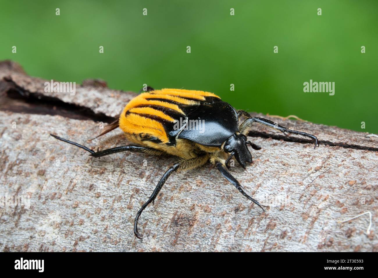 Hairy-backed Chafer (Trichaulax macleayi) beetle resting on a branch ...