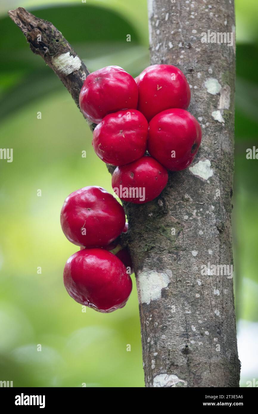 Scented Daphne (Phaleria clerodendron) ripe fruits. Cape Tribulation ...