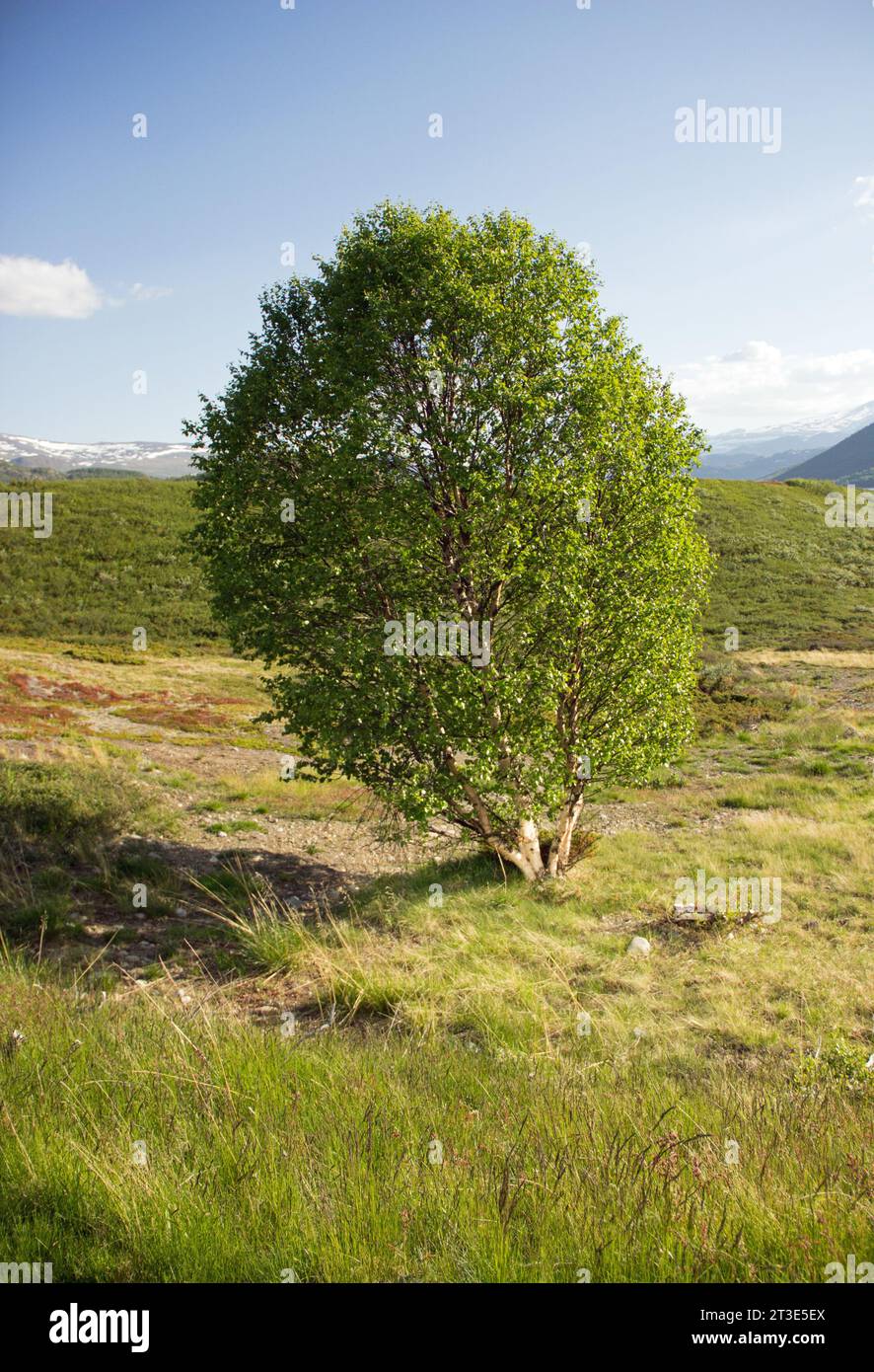 A scenic view of a tree standing alone in the wilderness Stock Photo ...