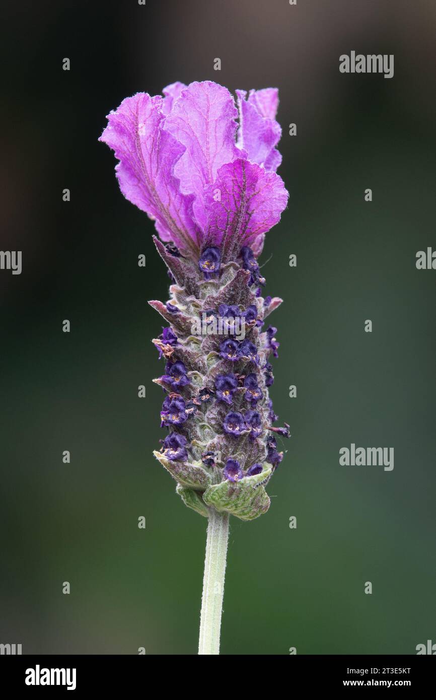 Single Lavender Flower "Purple Reign" Cultivar variety. Photographed ...