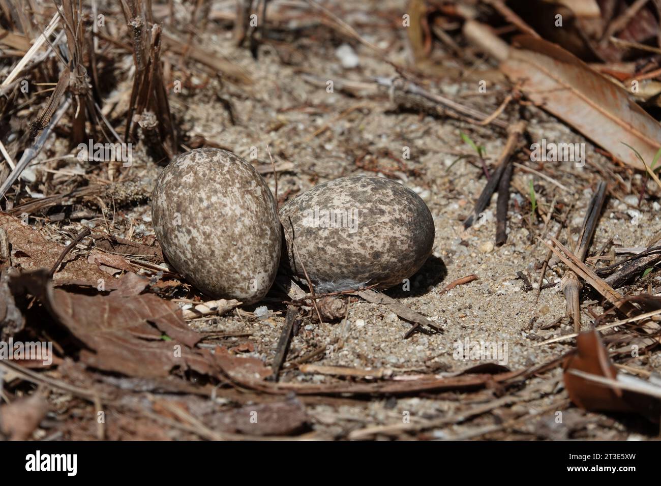 Bush-stone Curlew Eggs in ground nest in restored vegetation area ...