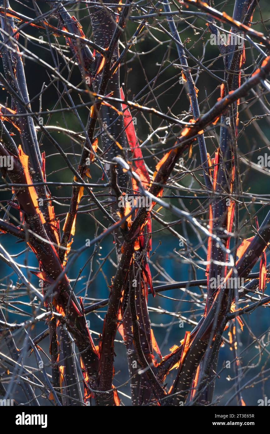 Copper birch hi-res stock photography and images - Alamy