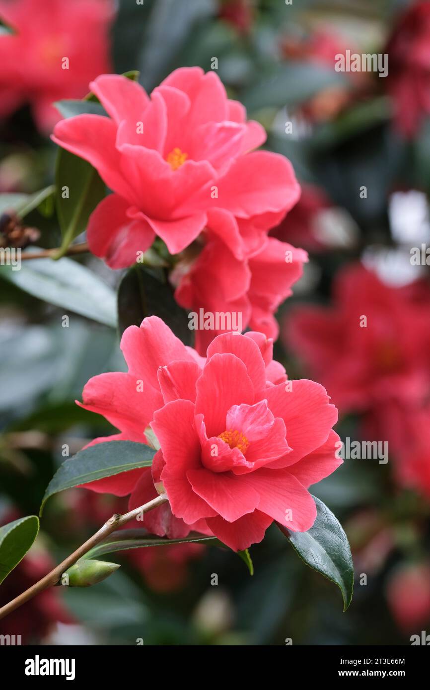 Camellia x williamsii Freedom Bell, small bright red, bell shaped semi ...