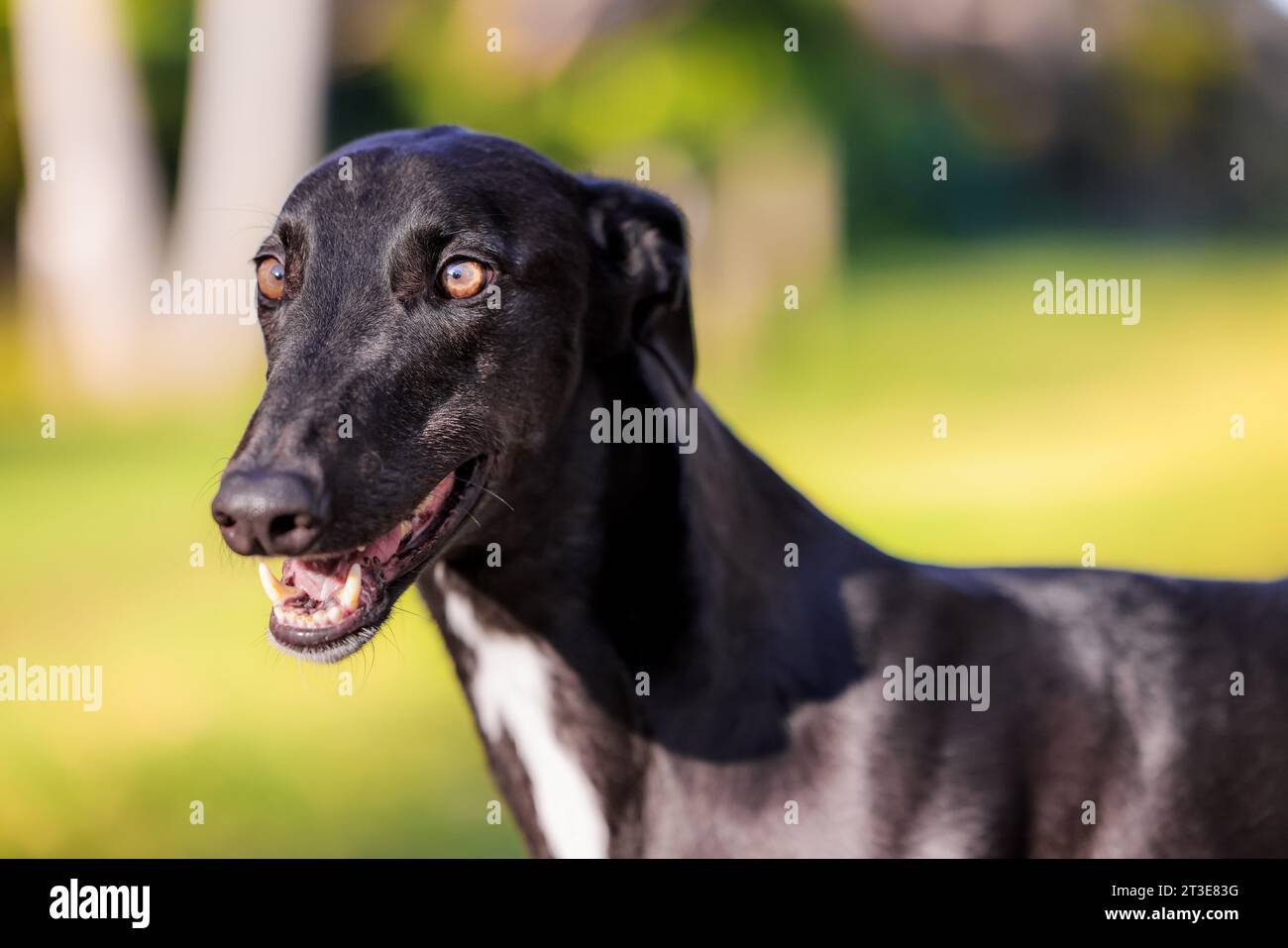 Black Greyhound outdoors Stock Photo - Alamy
