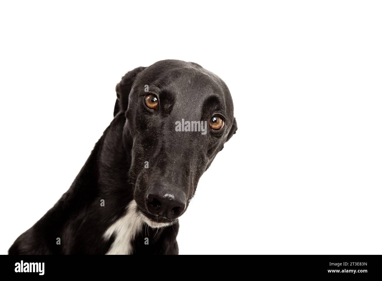 Former racing greyhound Cut Out Stock Images & Pictures - Alamy