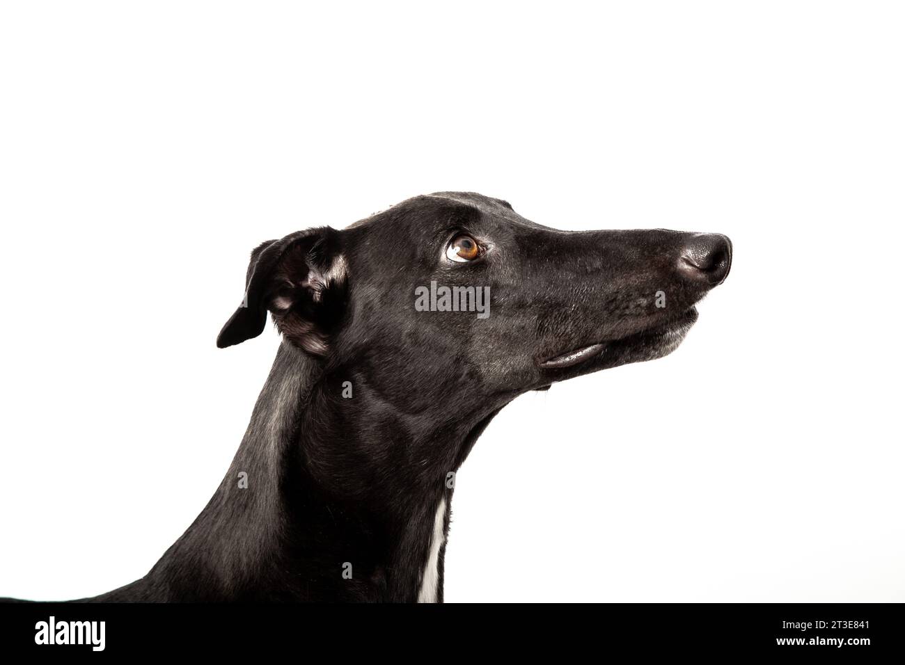 Greyhound Walking with owner Stock Photo - Alamy