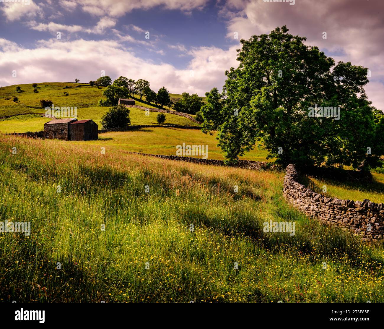 Muker meadow, with its hay barns and dry stone walls the signature of ...
