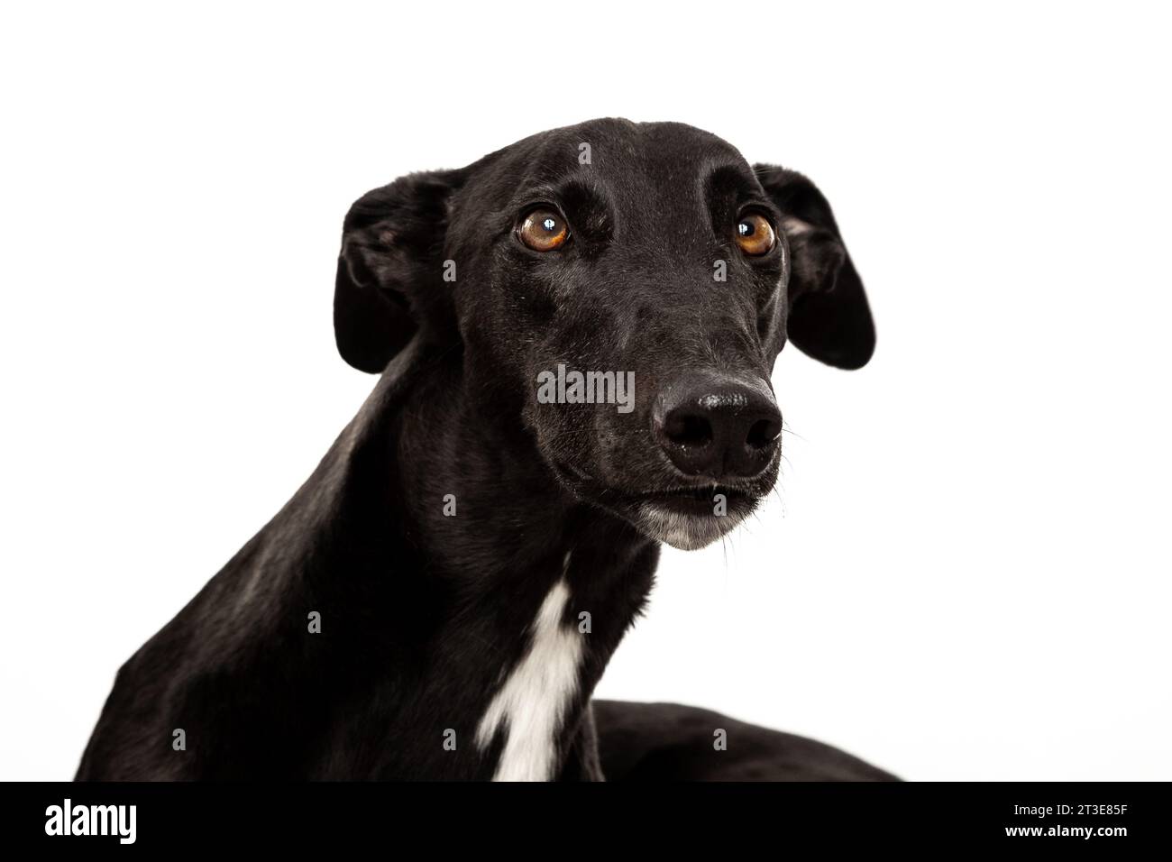 Greyhound Walking with owner Stock Photo - Alamy