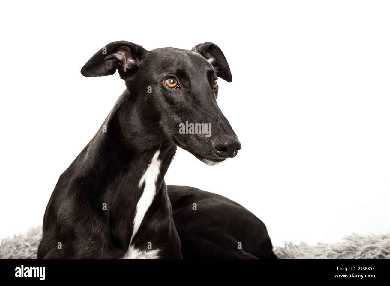 Black greyhound with white background Stock Photo - Alamy