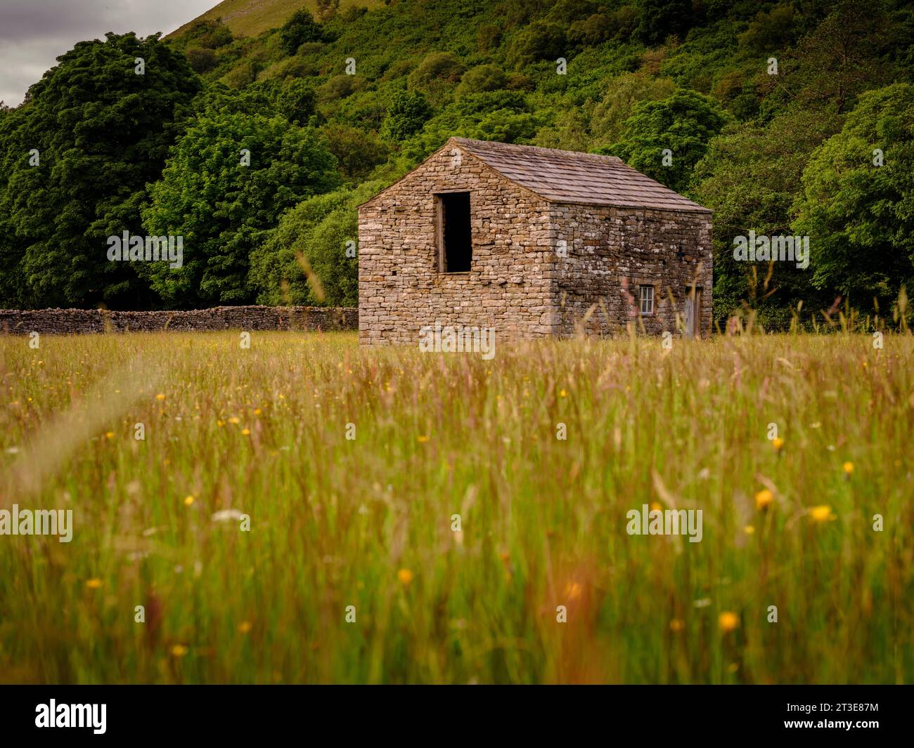 Muker meadow, with its hay barns and dry stone walls the signature of ...