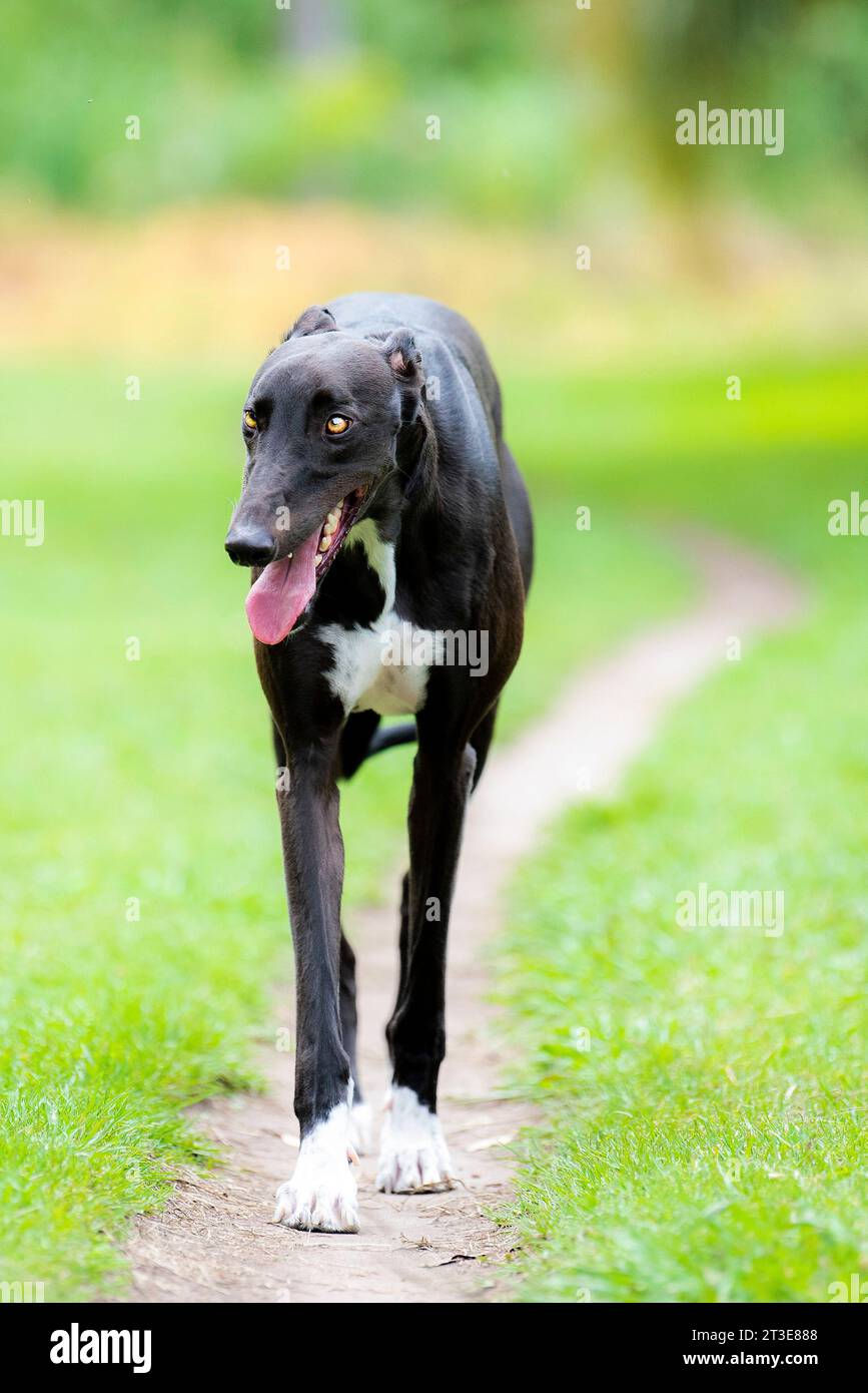 Black Greyhound outdoors Stock Photo - Alamy