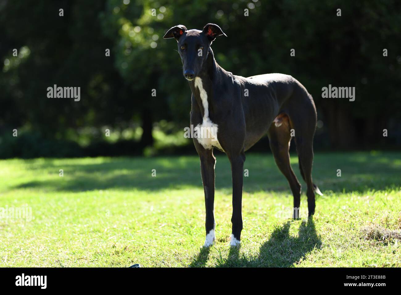 Black Greyhound outdoors Stock Photo - Alamy