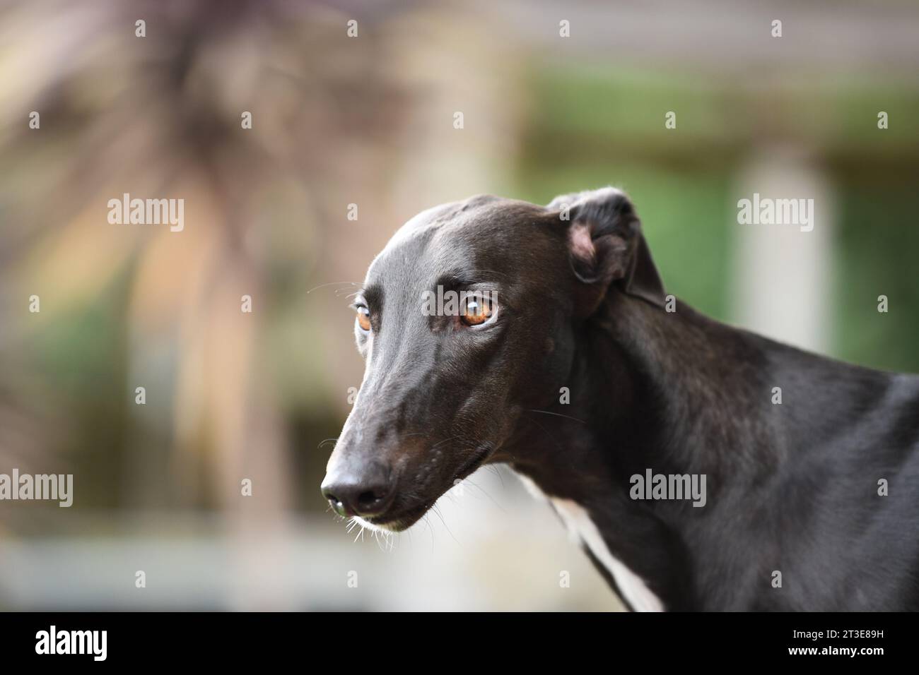 Black Greyhound outdoors Stock Photo - Alamy