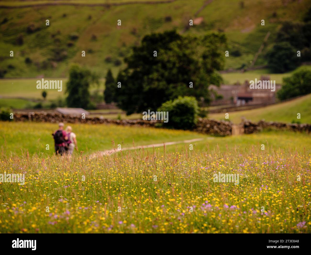 Muker meadow, with its hay barns and dry stone walls the signature of ...