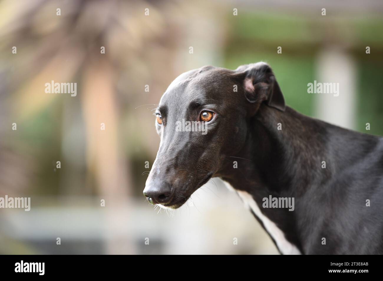 Black Greyhound outdoors Stock Photo - Alamy