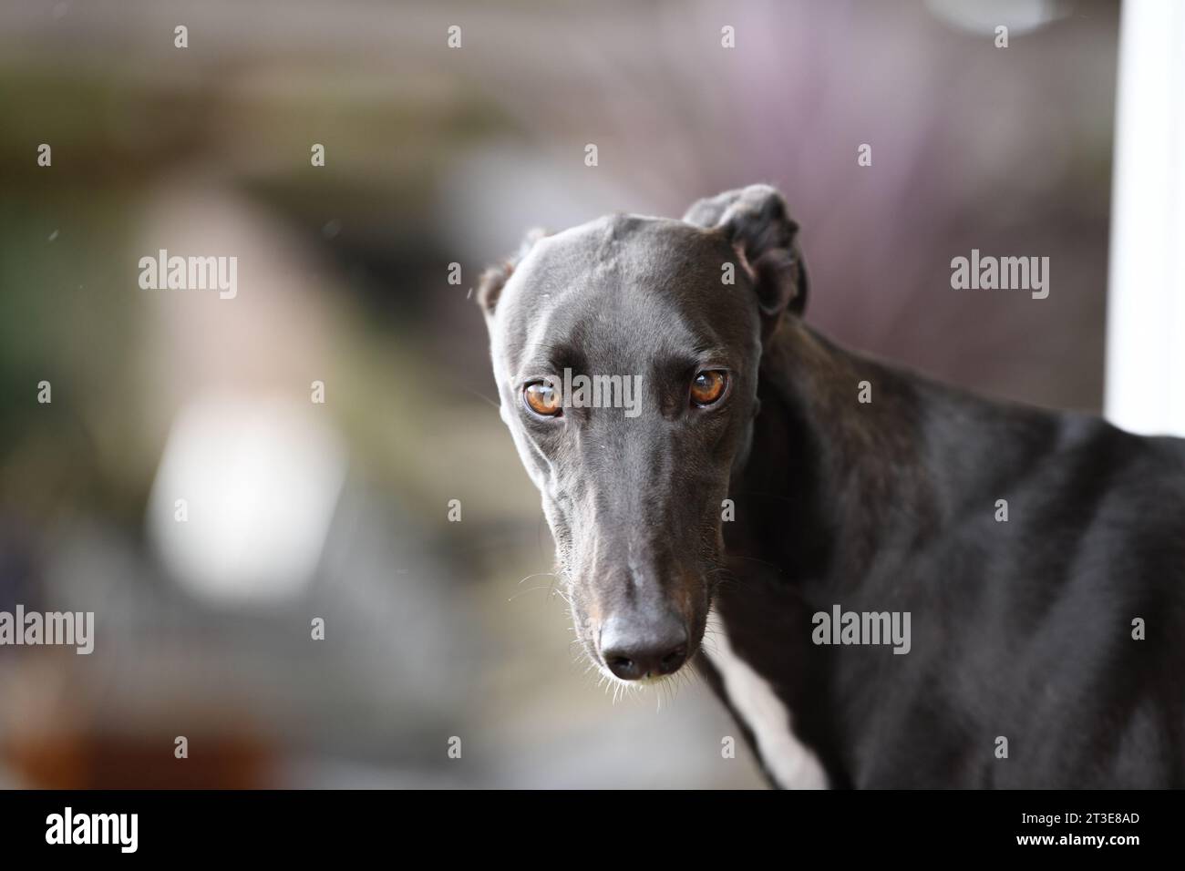 Black Greyhound outdoors Stock Photo - Alamy