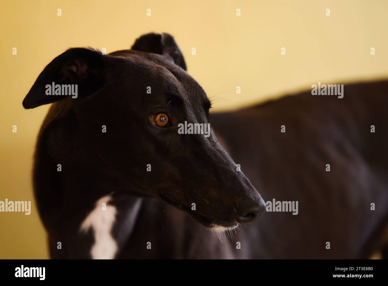 Black Greyhound outdoors Stock Photo - Alamy