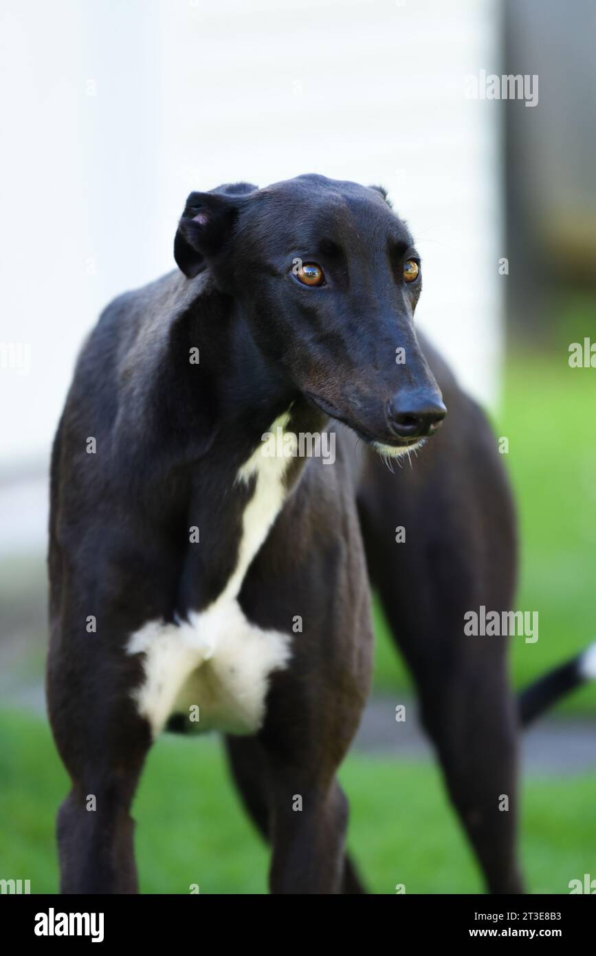 Black Greyhound outdoors Stock Photo - Alamy