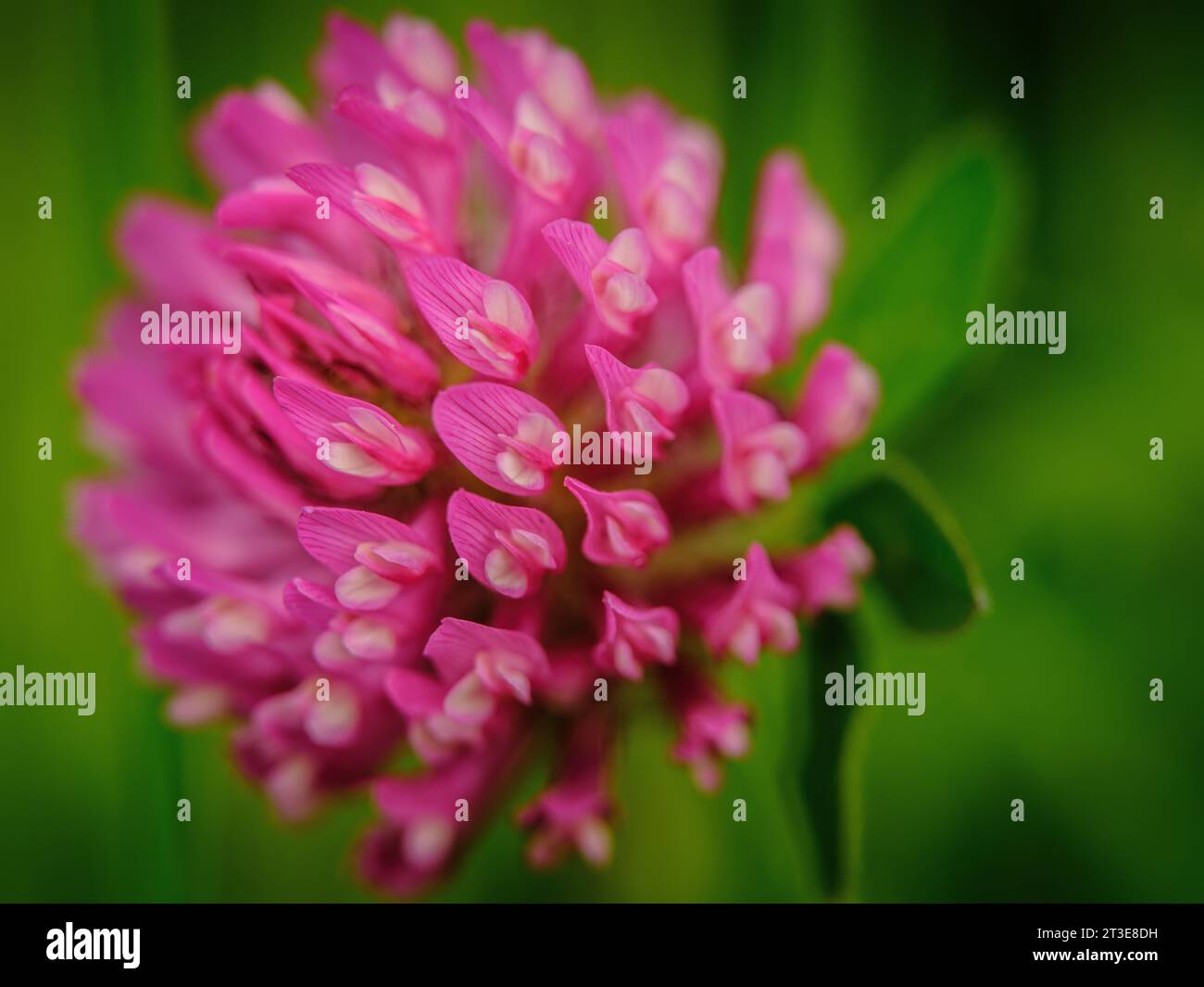 Muker meadow, with its hay barns and dry stone walls the signature of ...