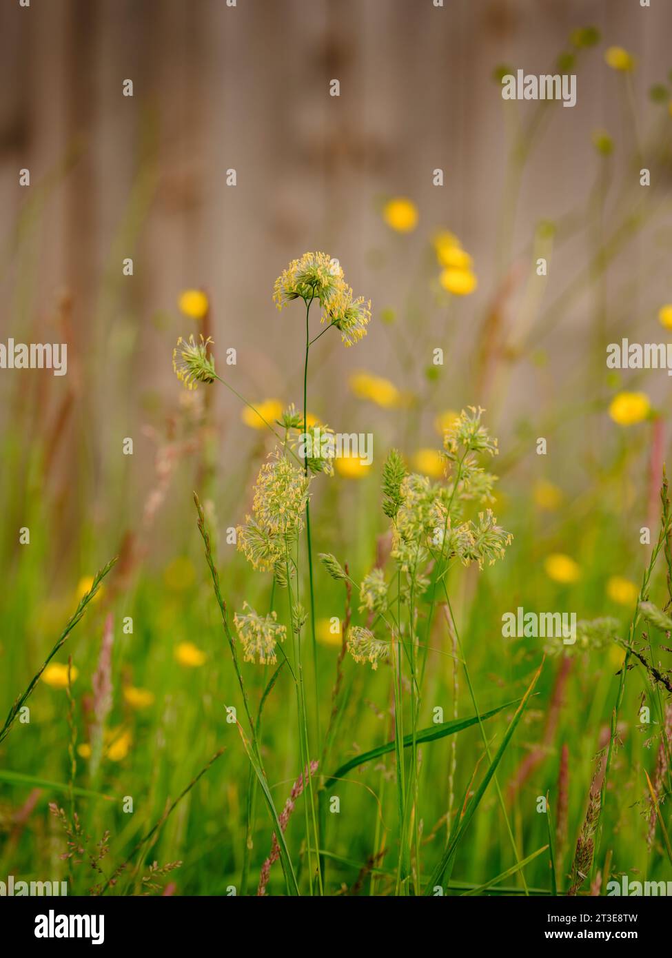 Muker meadow, with its hay barns and dry stone walls the signature of ...