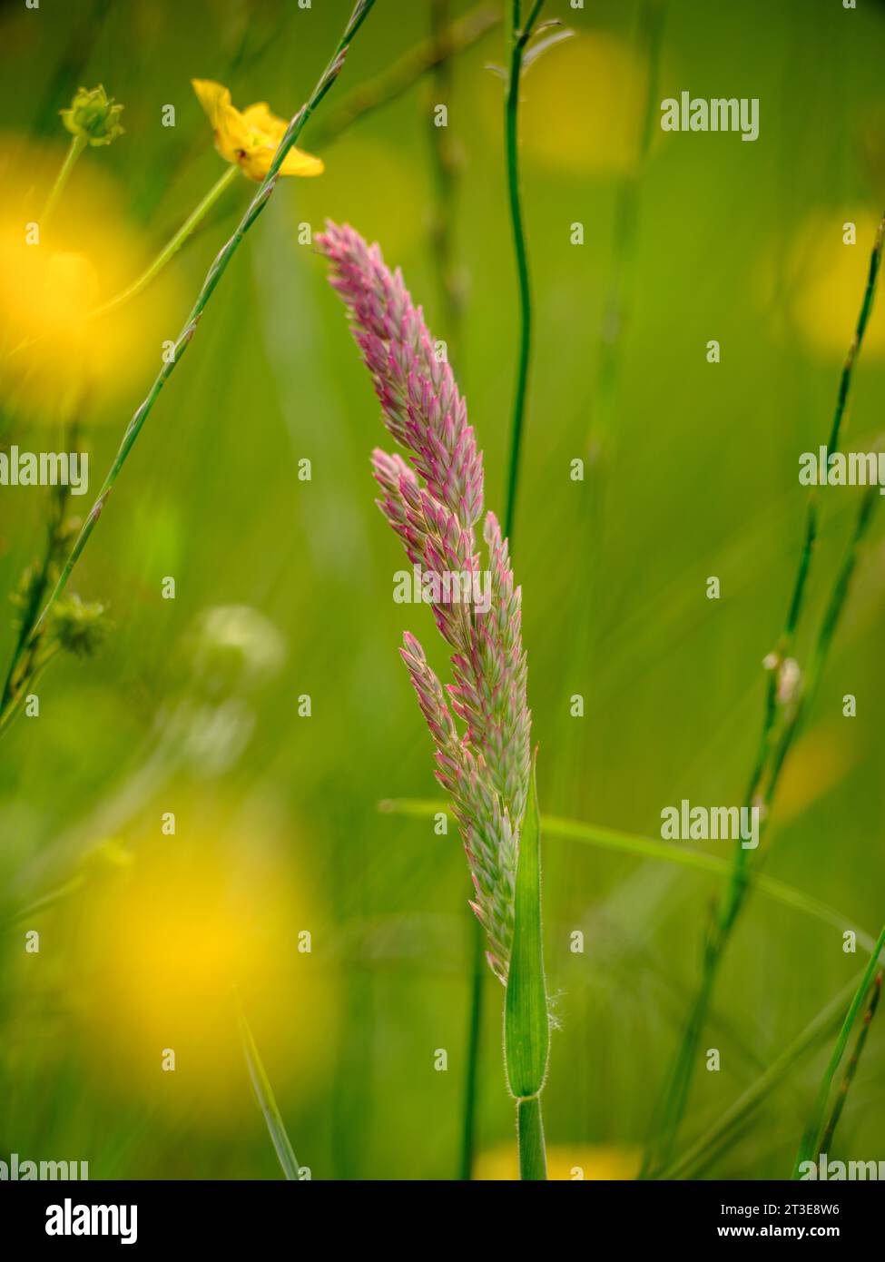 Yorkshire Fog grass - Muker meadow, with its hay barns and dry stone ...