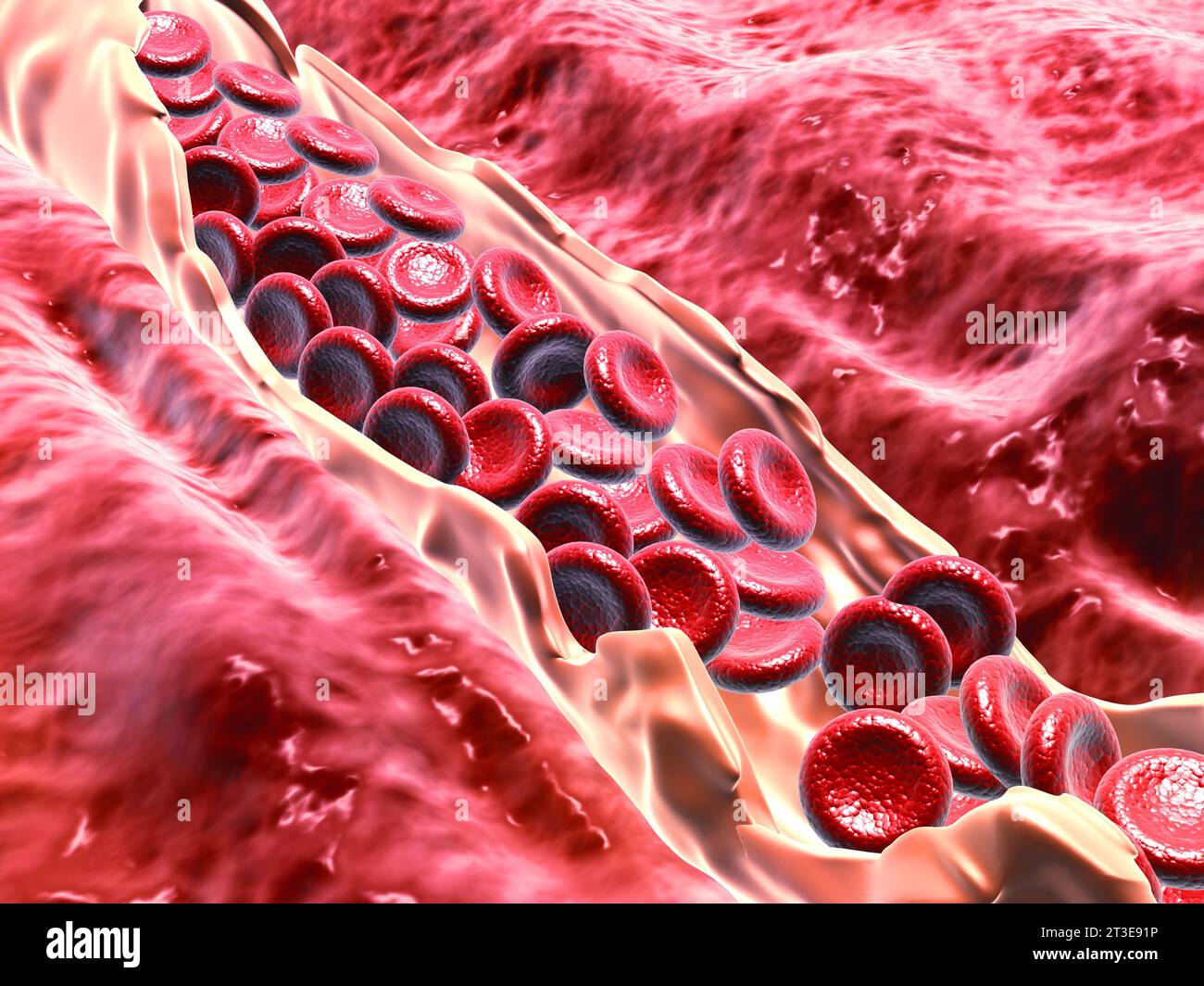 Red blood cells flowing in vein. 3d render Stock Photo - Alamy